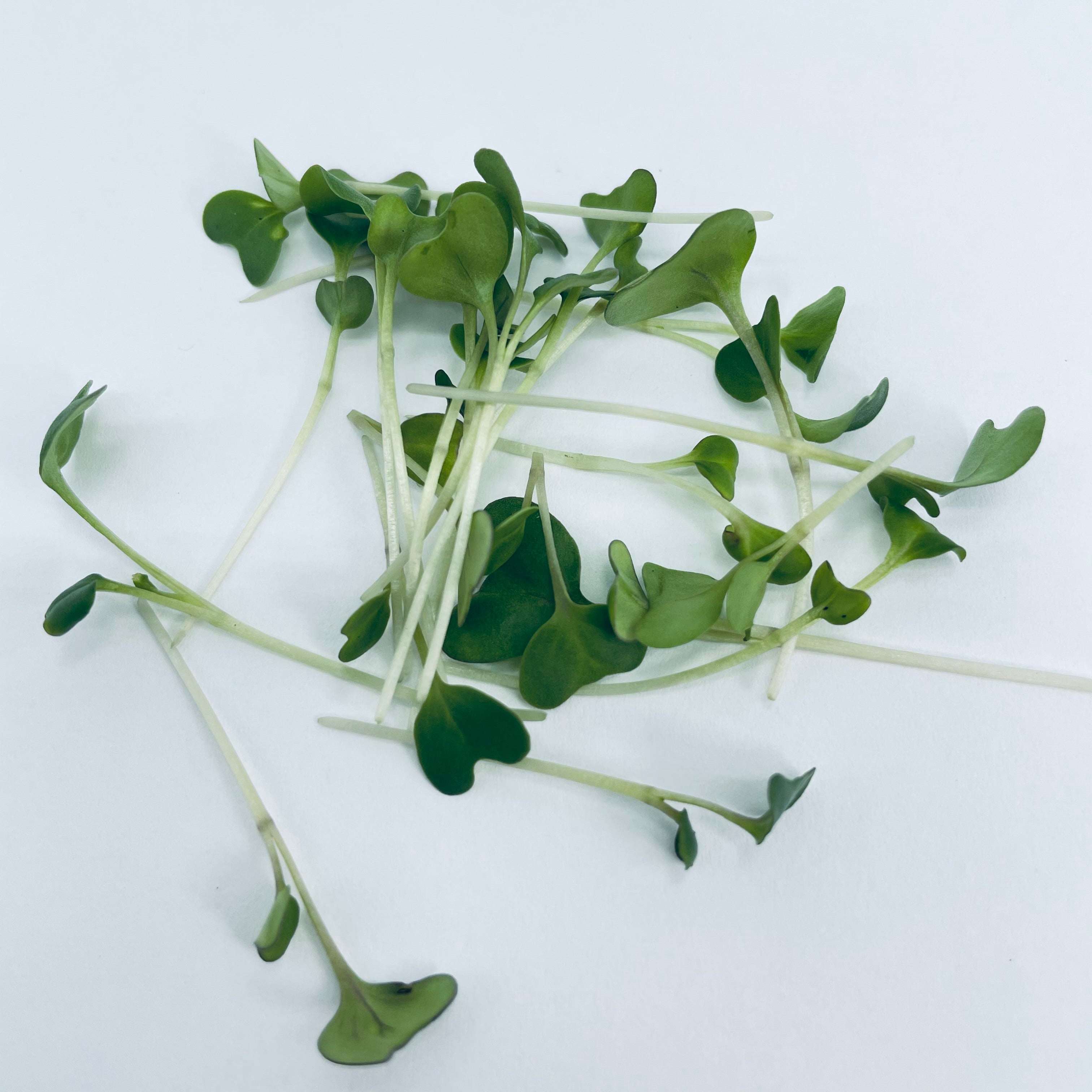 Micro Arugula – Dakota Mushrooms and Microgreens