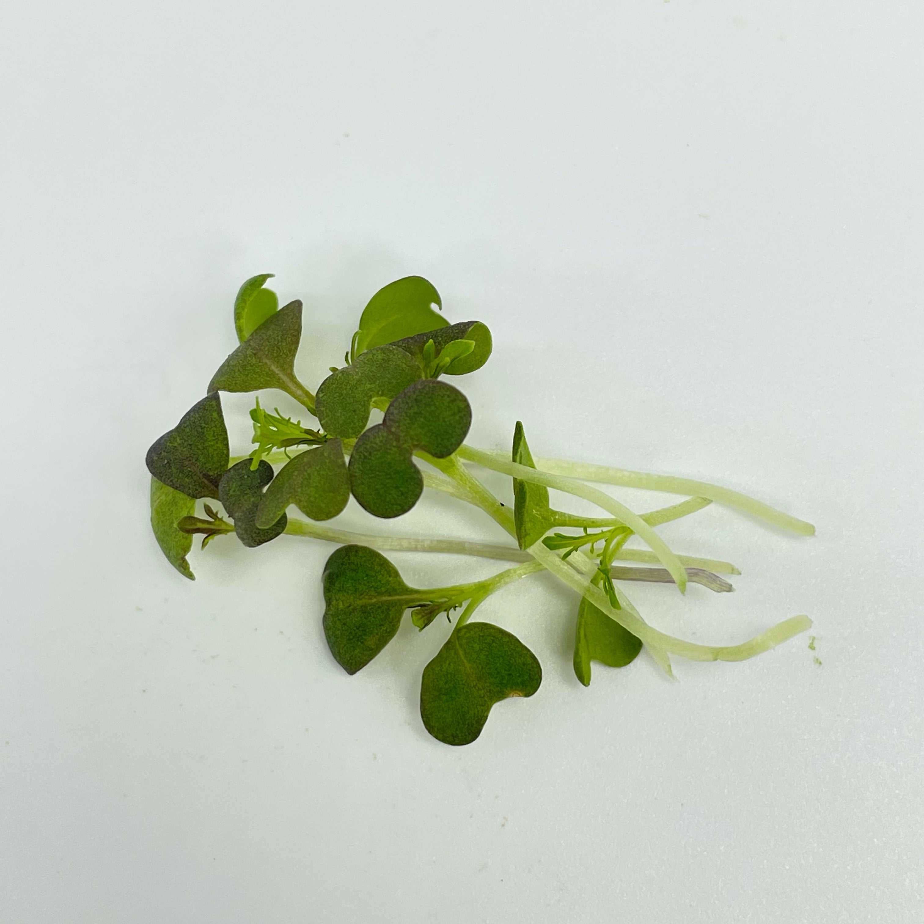 Micro Mustard – Dakota Mushrooms and Microgreens