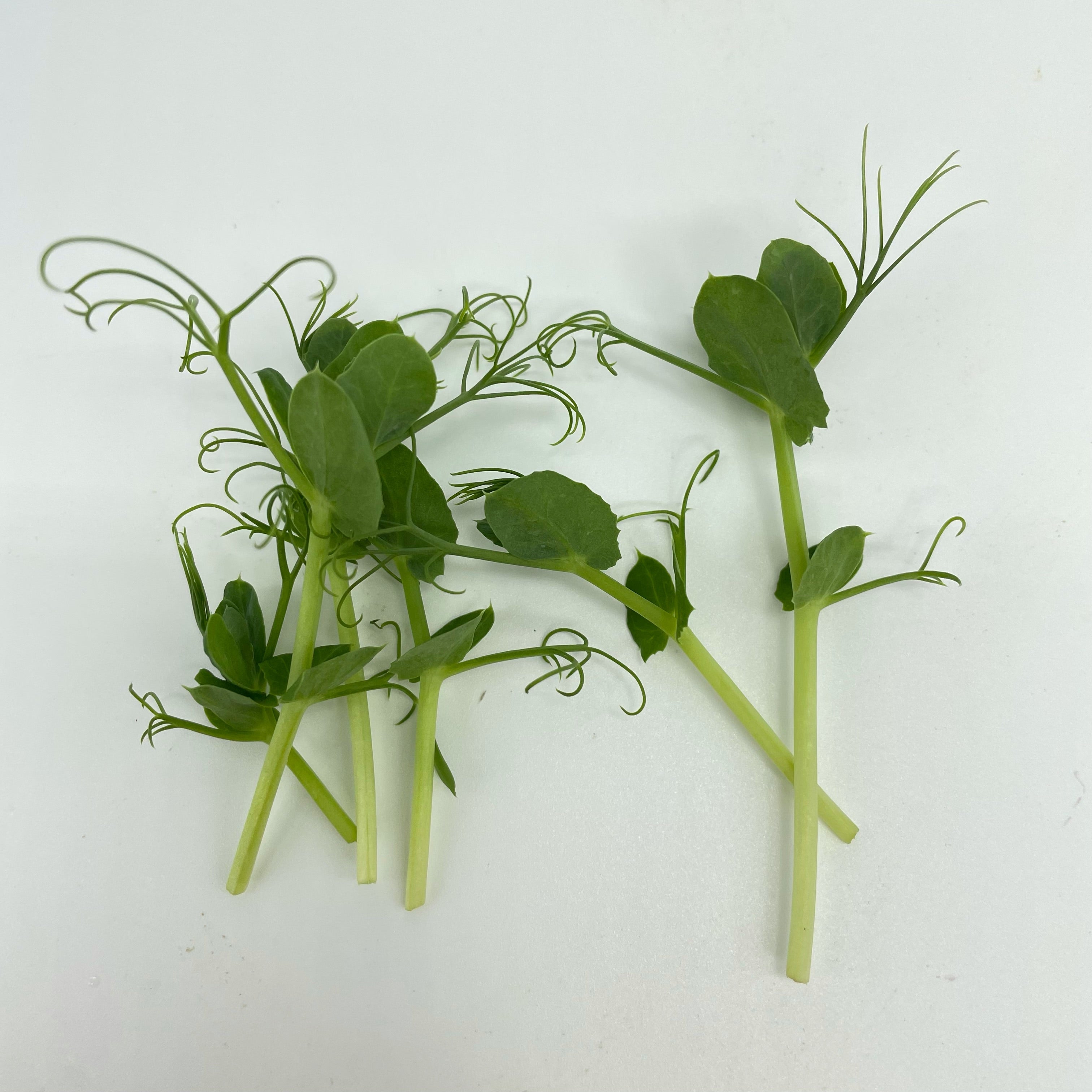 Micro Pea (Tendril) – Dakota Mushrooms and Microgreens