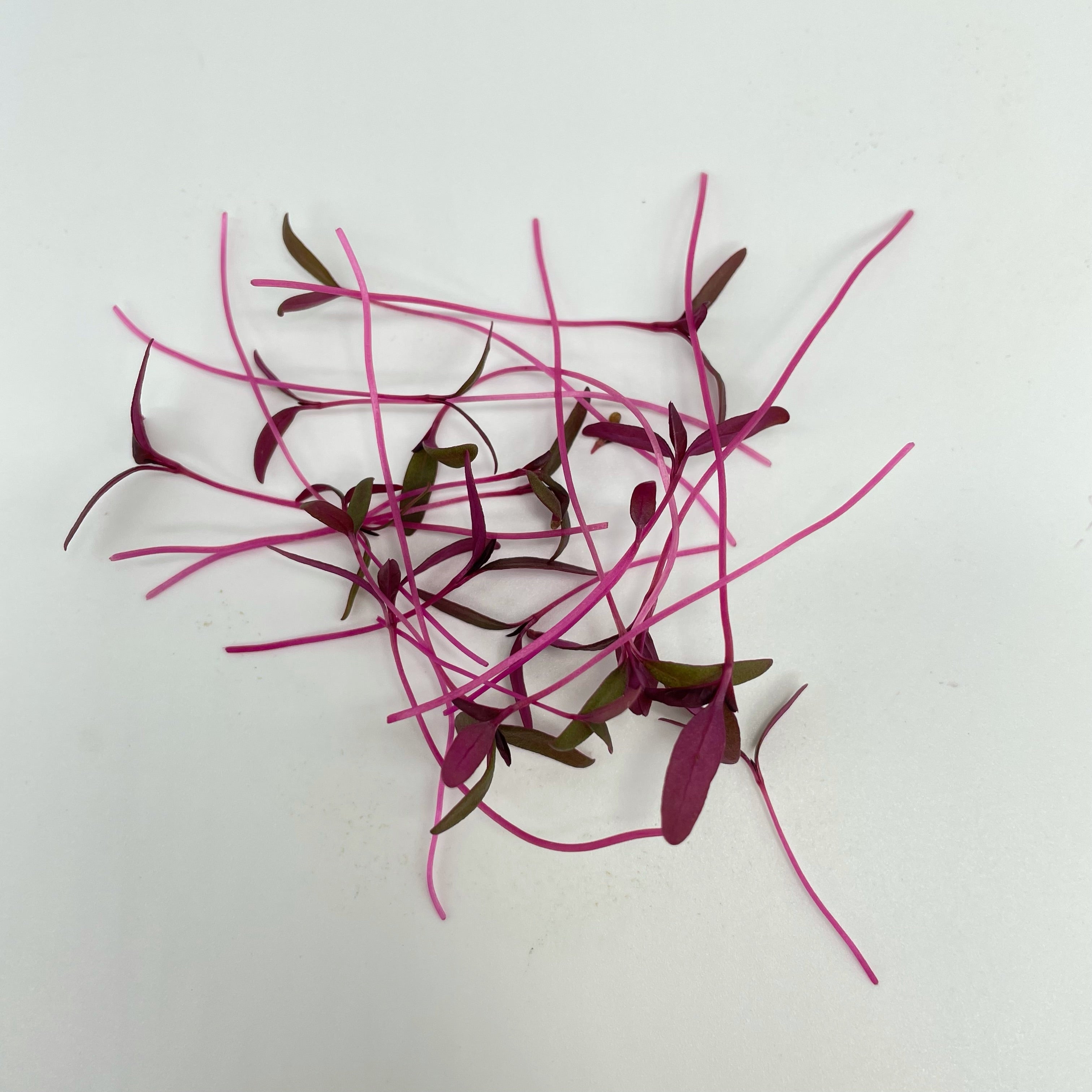 Micro Amaranth – Dakota Mushrooms and Microgreens