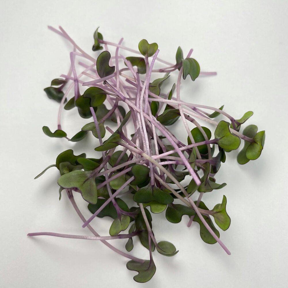 Micro Cabbage – Dakota Mushrooms and Microgreens