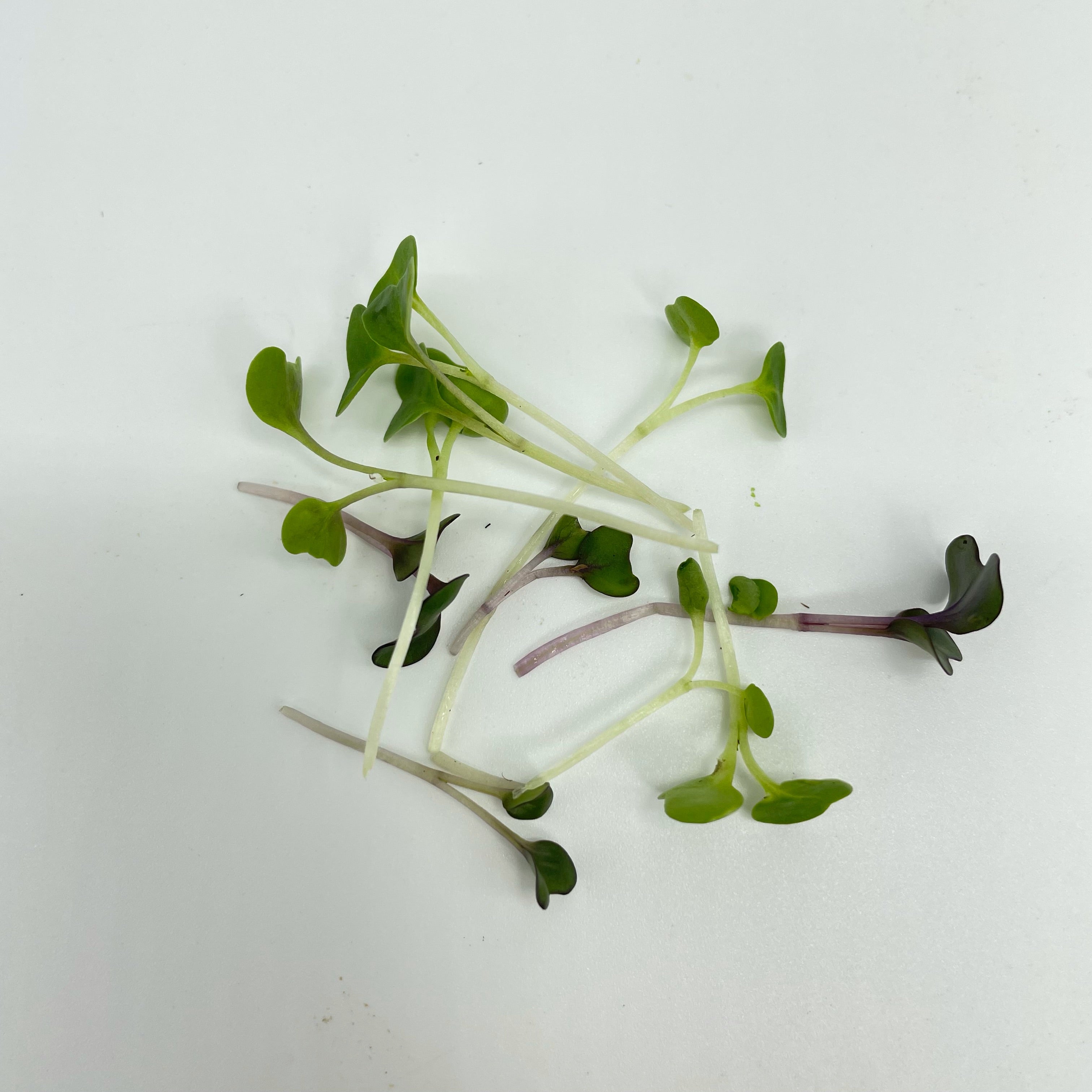 Micro Mix (Mild) – Dakota Mushrooms and Microgreens