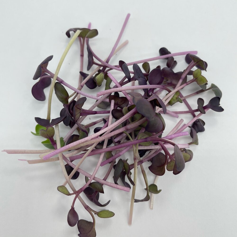 Micro Radish – Dakota Mushrooms and Microgreens